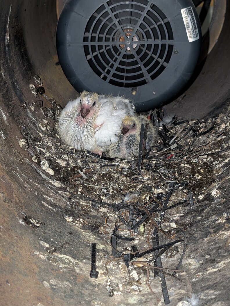 Construction Workers Shocked To Find Babies Living Inside An ...