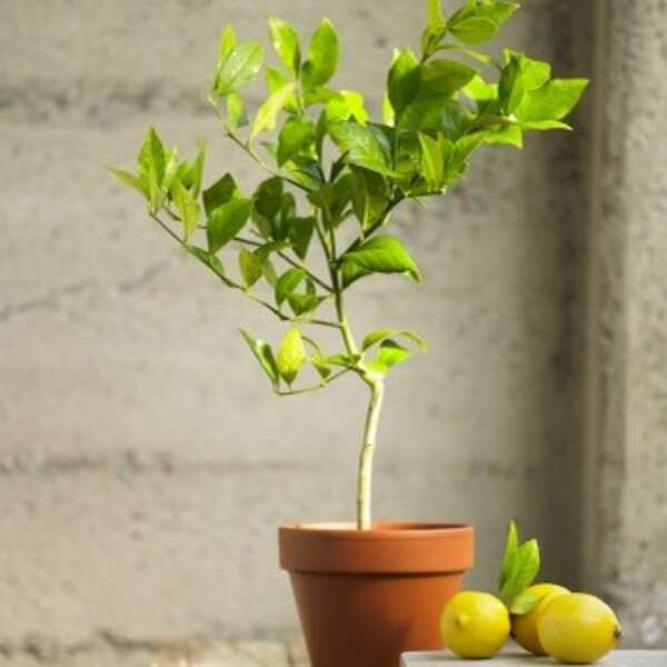 Dwarf Meyer Lemon Tree - Own - Thrillist Austin