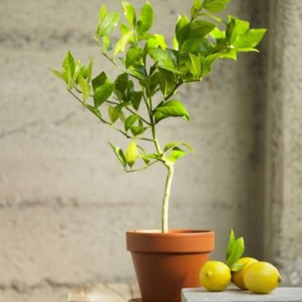 Organic Meyer Lemon Topiary - Own - Thrillist Washington DC