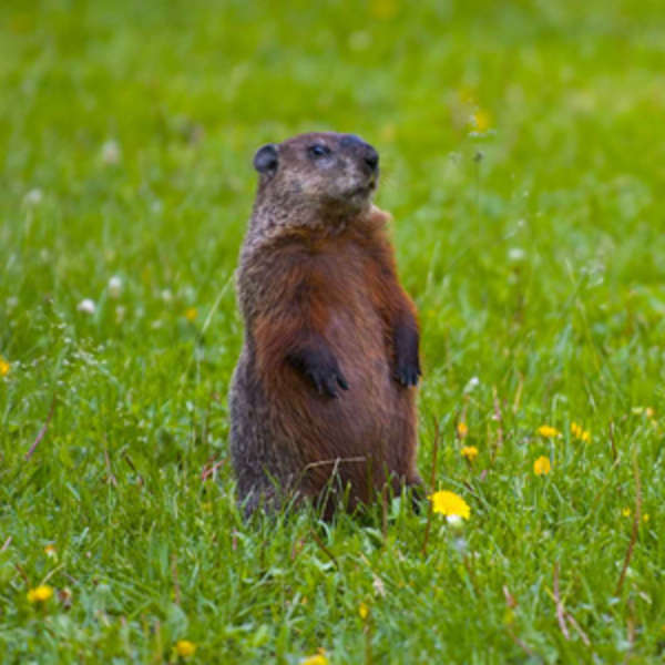 Grey Lodge Groundhog Day: A Bar in Philadelphia, PA - Thrillist