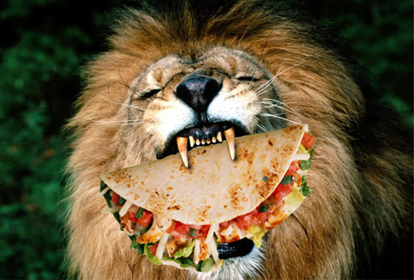 Road Trip for Lion Tacos - Eat - Thrillist Dallas