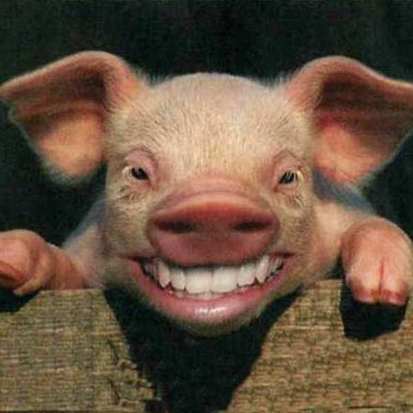 Whole Pig Dinner - Eat - Thrillist Philadelphia