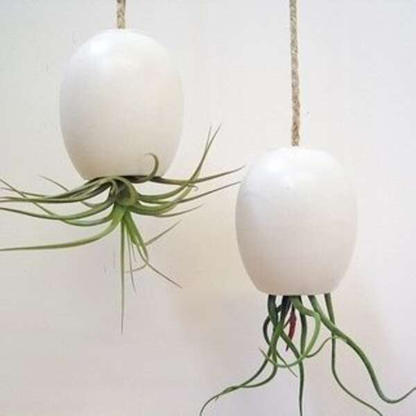 Hanging AirPlant Pod - Own - Thrillist Denver