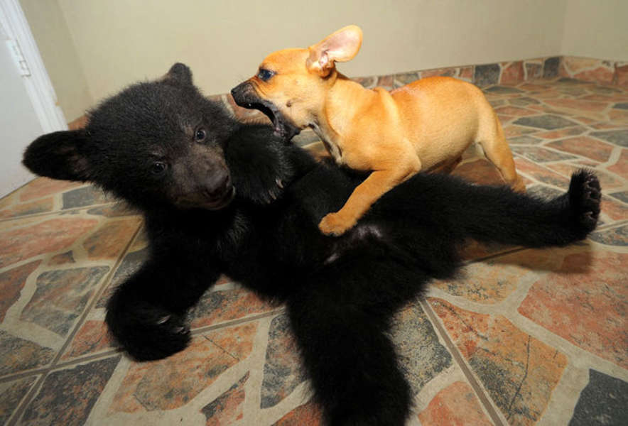 Zoological Wildlife Foundation Party Animals - Entertainment ...