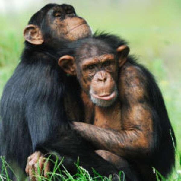 Monkey Tweets - Entertainment - Thrillist London