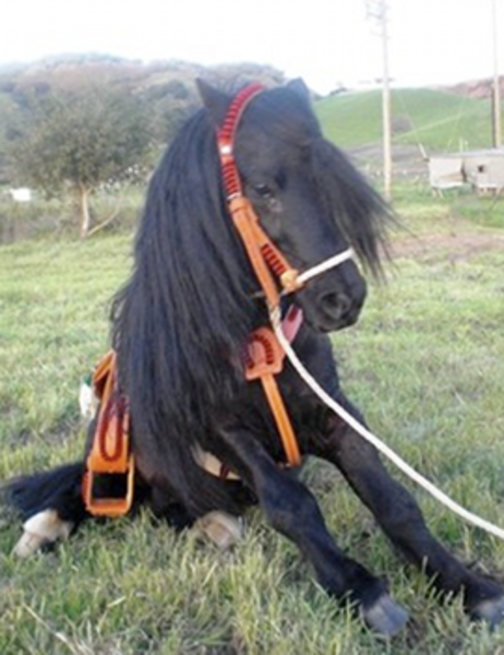 Your Little Pony - Entertainment - Thrillist San Francisco