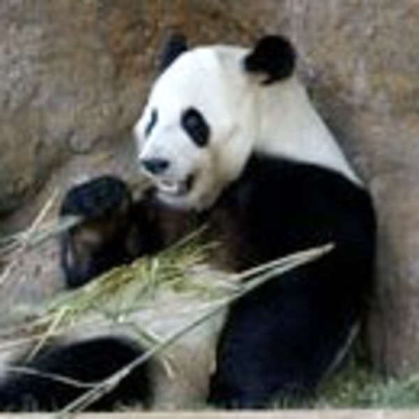 Pints For Pandas - Thrillist