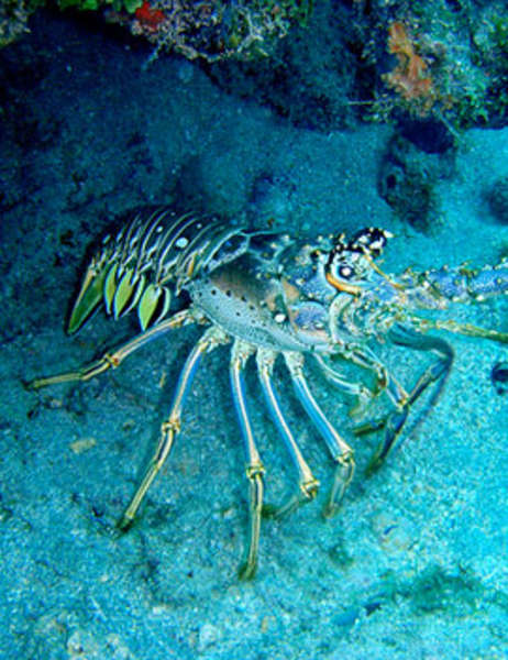 Lobster Snorkeling: A Other in Key Largo, FL - Thrillist