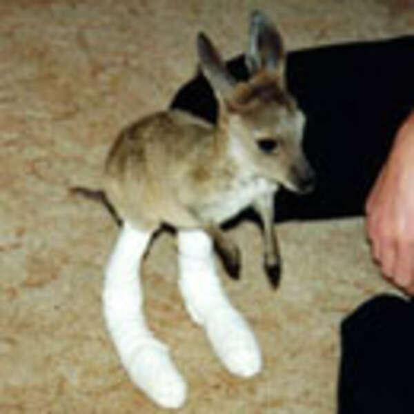 Animals With Casts - Thrillist Nation