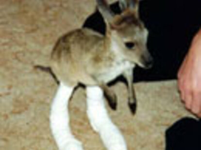 Animals With Casts - Thrillist Nation