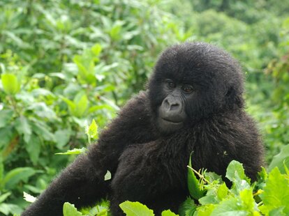 An African Gorilla Safari - Travel - Thrillist Nation