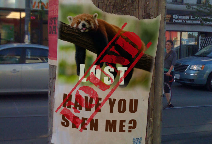 Rusty the Red Panda Escaped from National Zoo - Opinions on Where Rusty ...