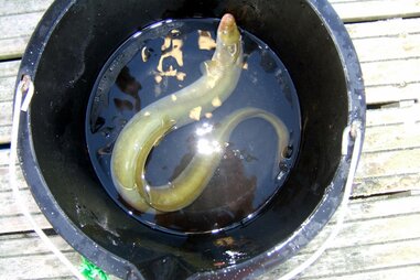 Here's how you make an authentic, old-time 4th of July feast ...