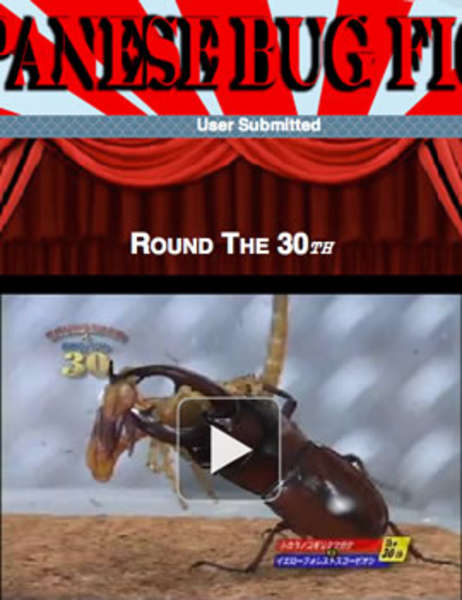 Japanese Bug Fights - Thrillist Nation