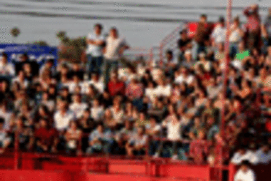 California Bull Fights - Thrillist San Francisco