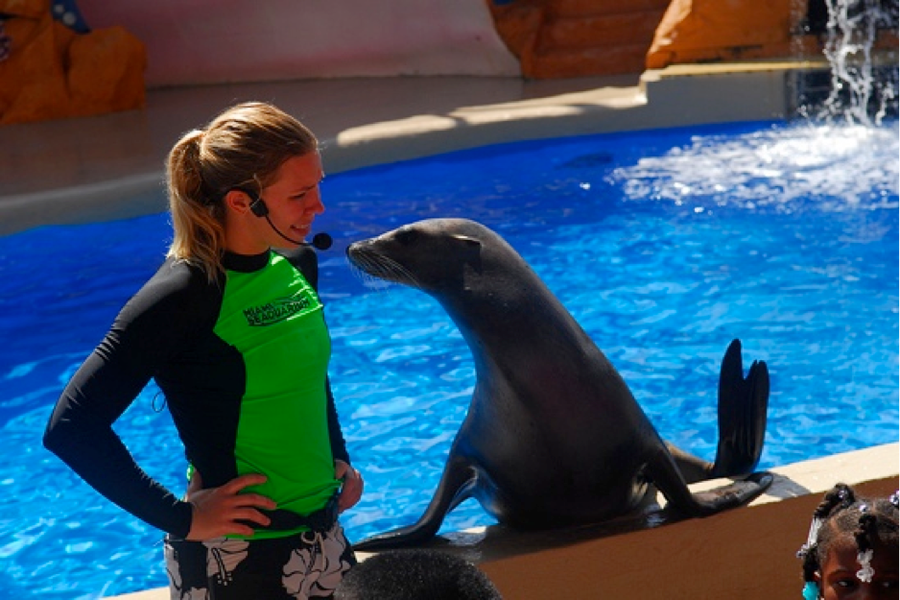 Miami Seaquarium: A Other in Key Biscayne, FL - Thrillist