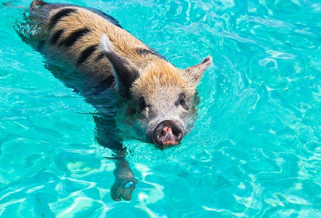 Exuma Bahamas - Eating Conch Dork and Swimming with Feral Pigs