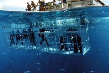 Deep Submarine Shark Adventures - Shark Diving 3000ft into the Cayman ...