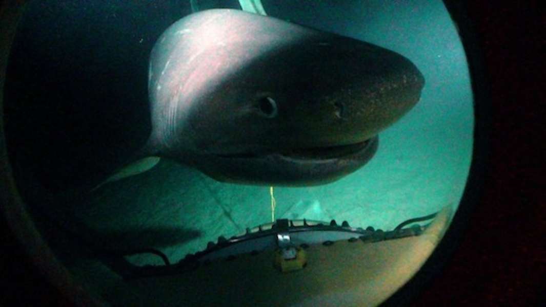 Deep Submarine Shark Adventures - Shark Diving 3000ft into the Cayman ...