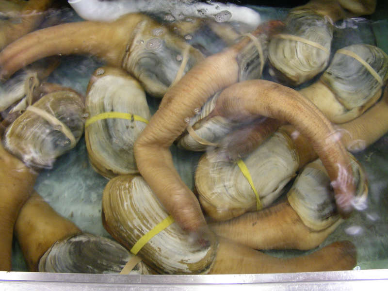 Allyn Geoduck Festival - Eat - Thrillist Seattle
