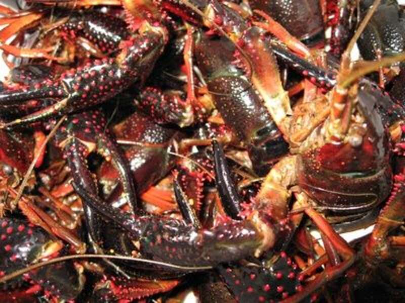 Spiny Lobster Mini-Season - Entertainment - Thrillist Miami