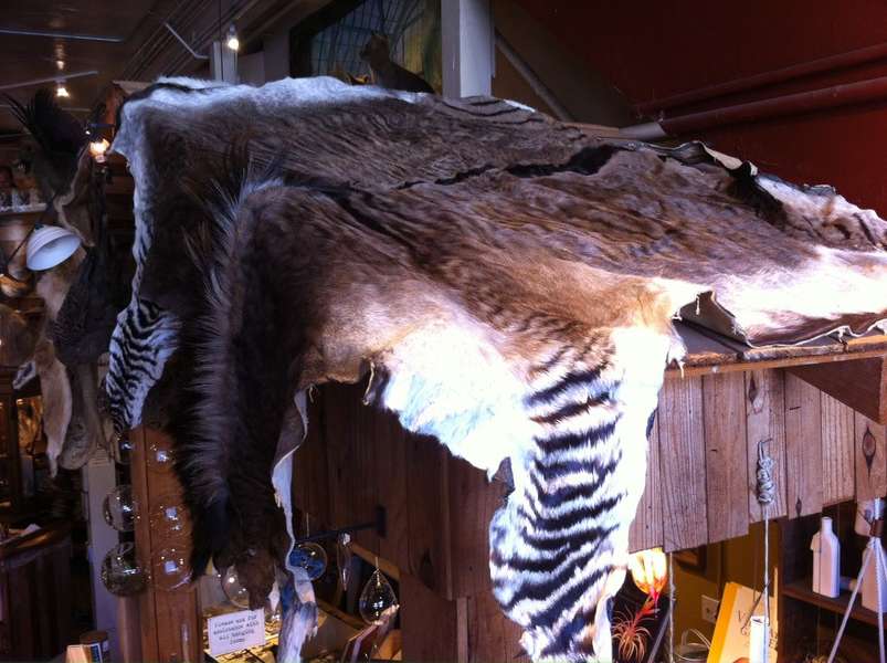 Paxton Gate: A Other in San Francisco, CA - Thrillist