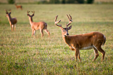 Picosa Paloma Ranch - Luxury Accommodations and Hunts in South Texas ...
