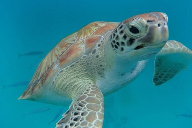 Jolly Roger 1 - Party on a Pirate Cruise Ship in Barbados - Thrillist ...