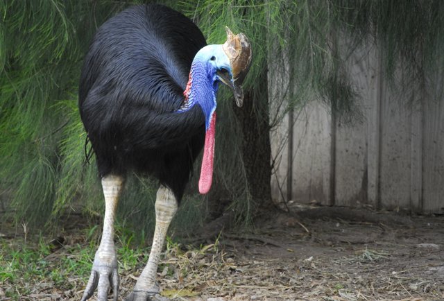 Things in Australia That Will Kill You - Animals That Will Try to Kill ...